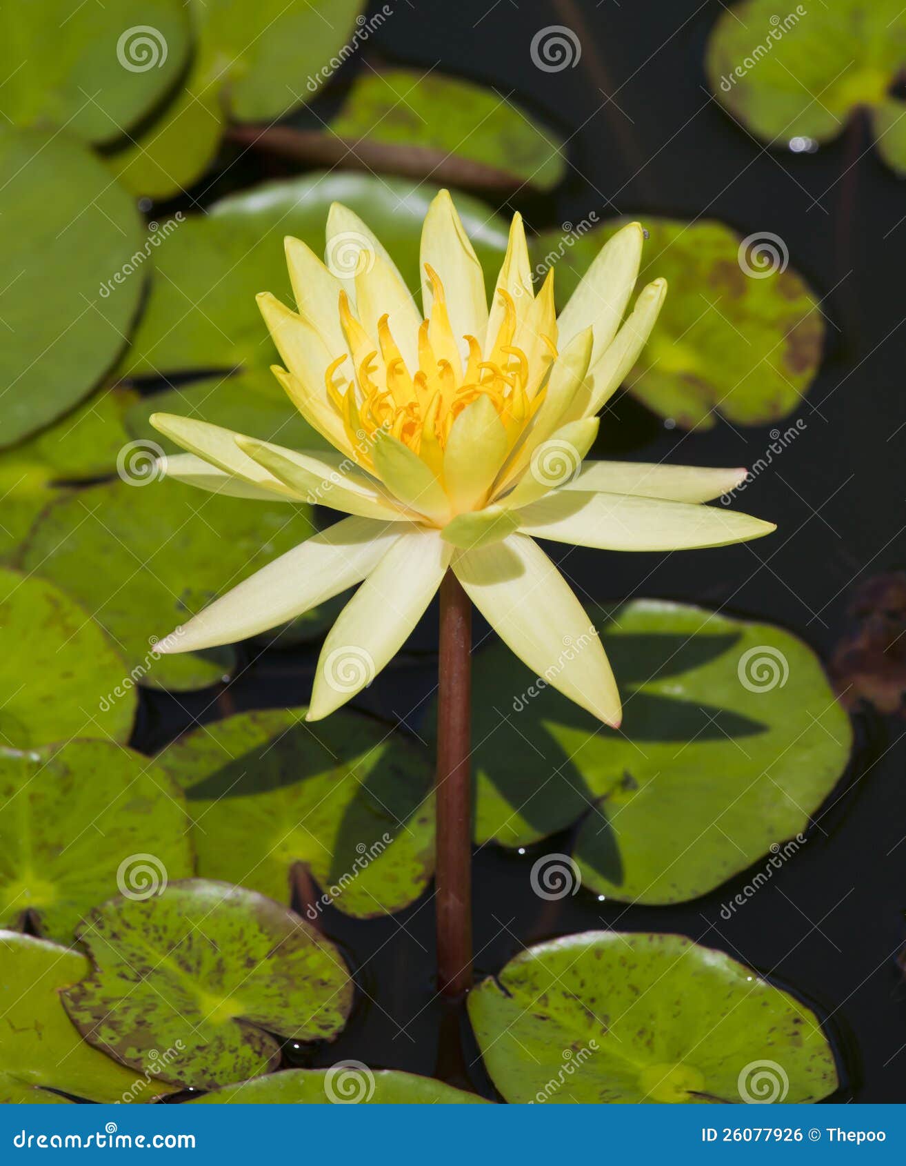 Yellow lotus stock photo. Image of wild, botany, petals - 26077926