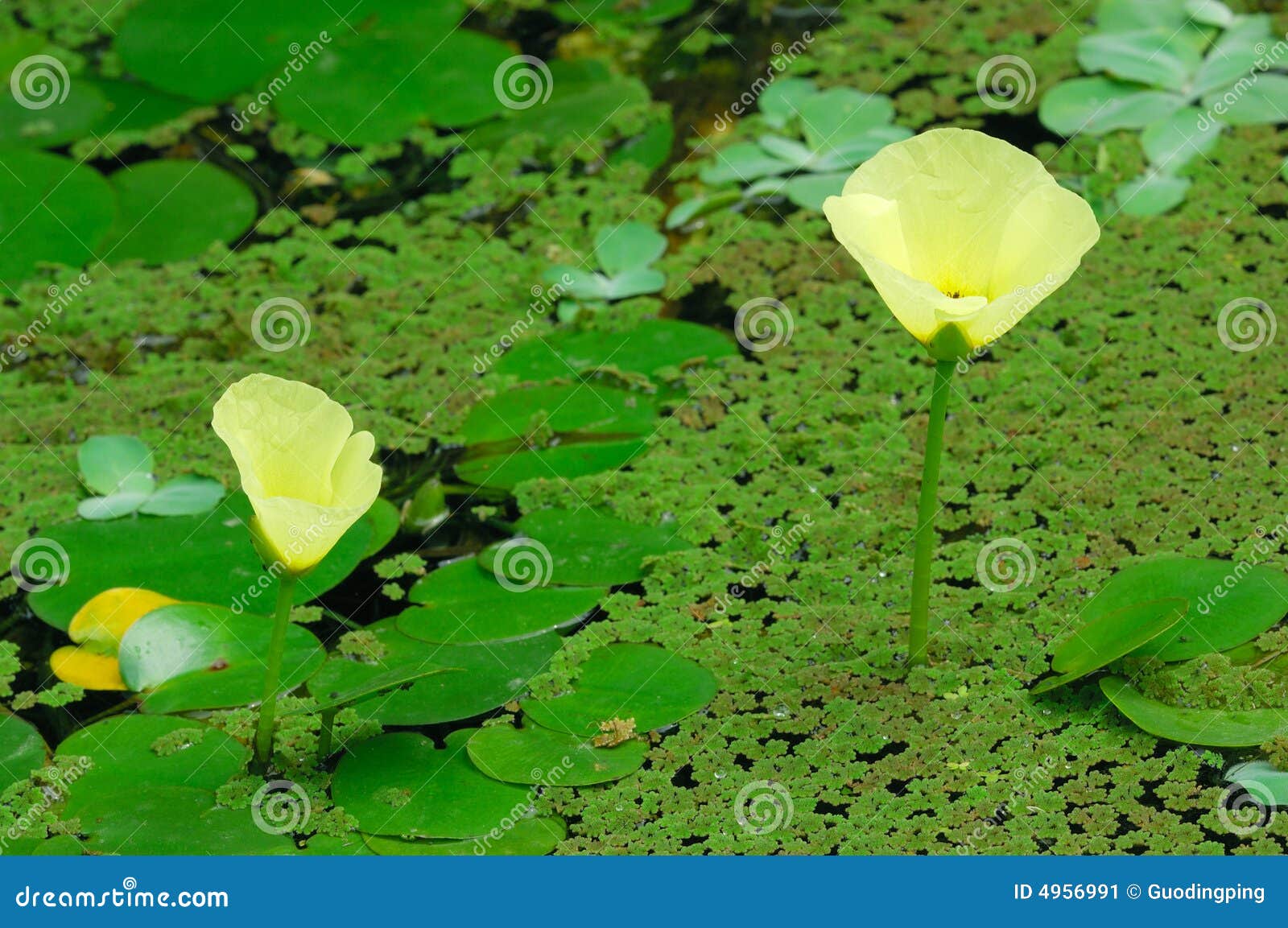 Yellow lotus stock image. Image of season, park, beauty - 4956991