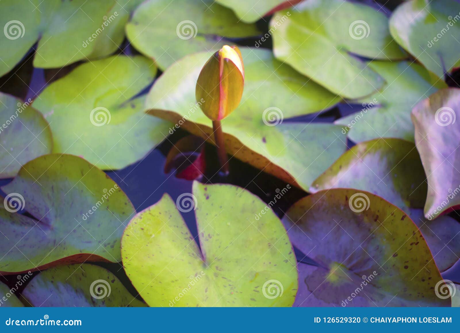 Yellow Lotus Float on the Basis Stock Photo - Image of basis, float ...