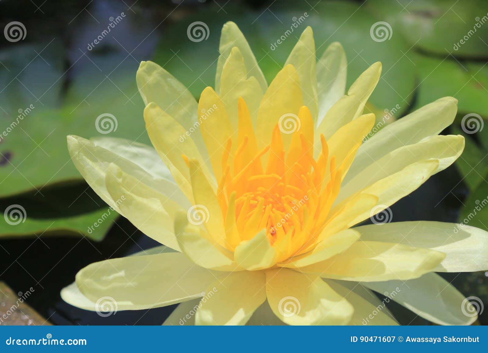 Yellow Lotus. stock image. Image of bright, water, lily - 90471607