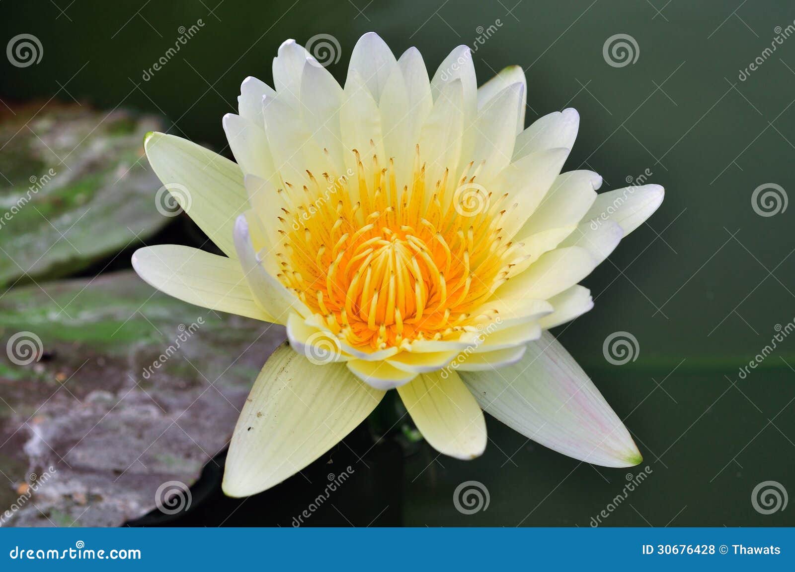 Yellow lotus flower stock photo. Image of pond, lake - 30676428