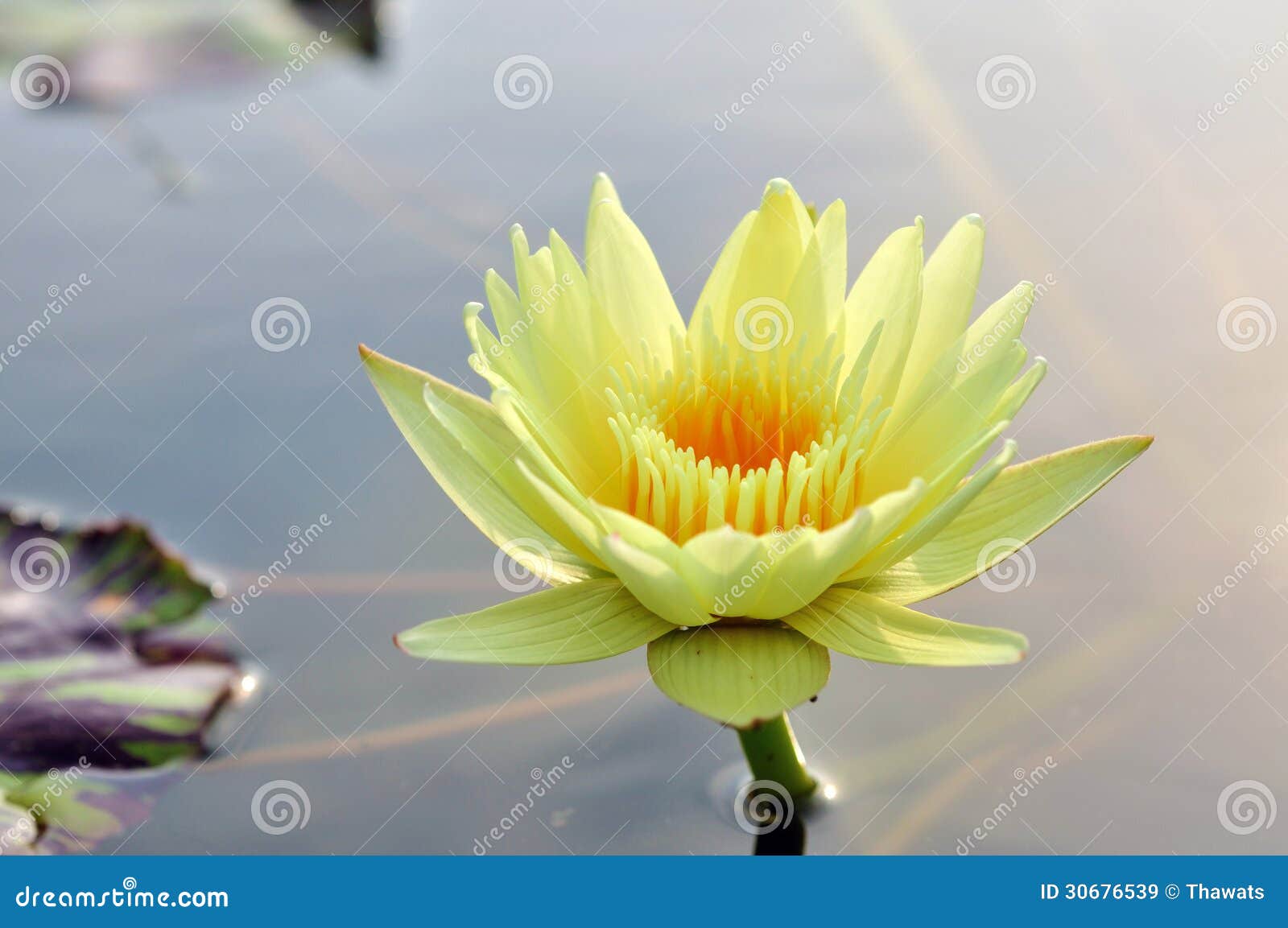 Yellow lotus flower stock image. Image of purple, closeup - 30676539