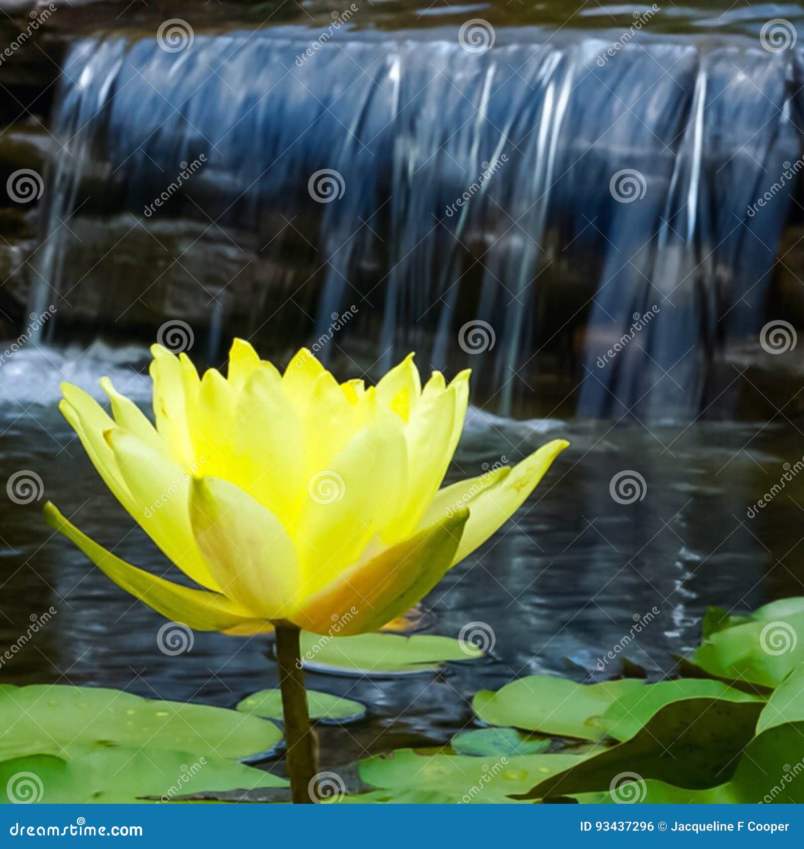 A Yellow Lotus Flower in Front of a Waterfall Stock Photo - Image of ...