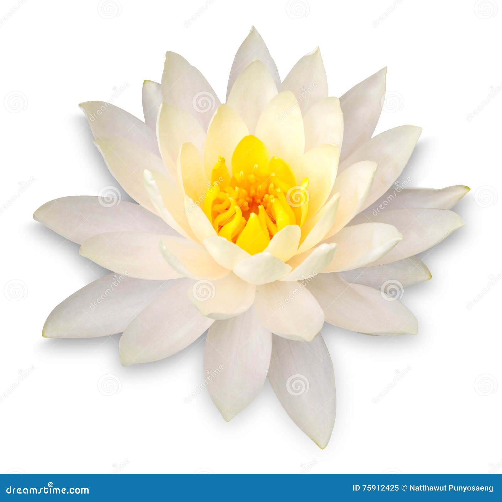 Yellow Lotus Flower Isolated on White Stock Image - Image of closeup ...