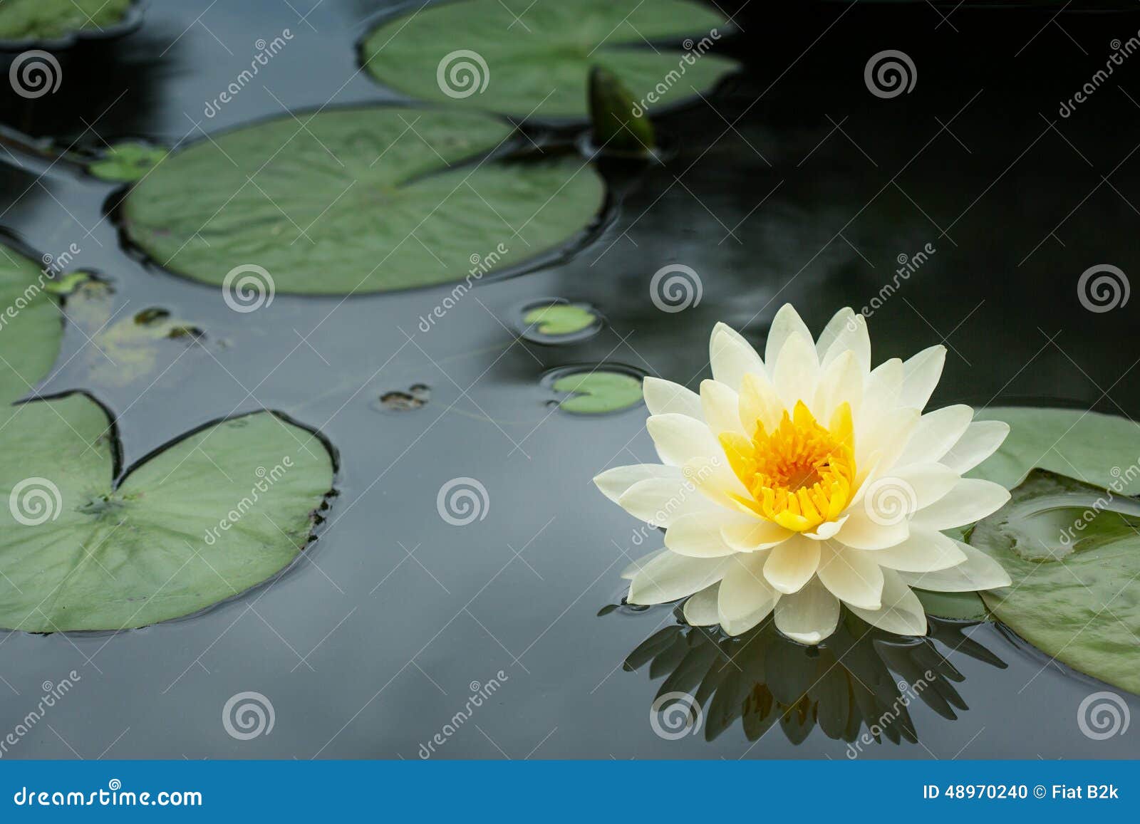 Yellow Lotus flower stock photo. Image of aquatic, tropical - 48970240