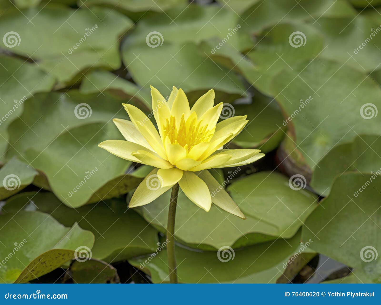 Yellow Lotus Flower in the Swamp. Stock Photo - Image of pond, closeup ...