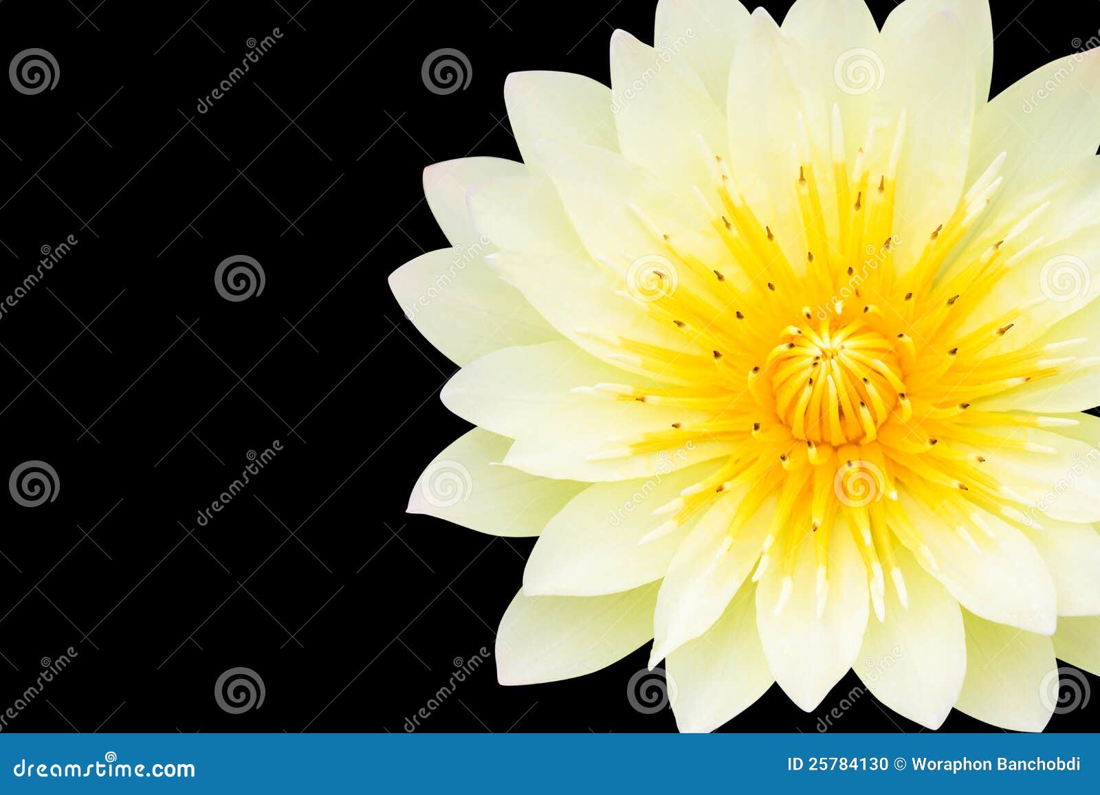 Yellow Lotus, Isolated on Black Stock Photo - Image of bright, clipping ...
