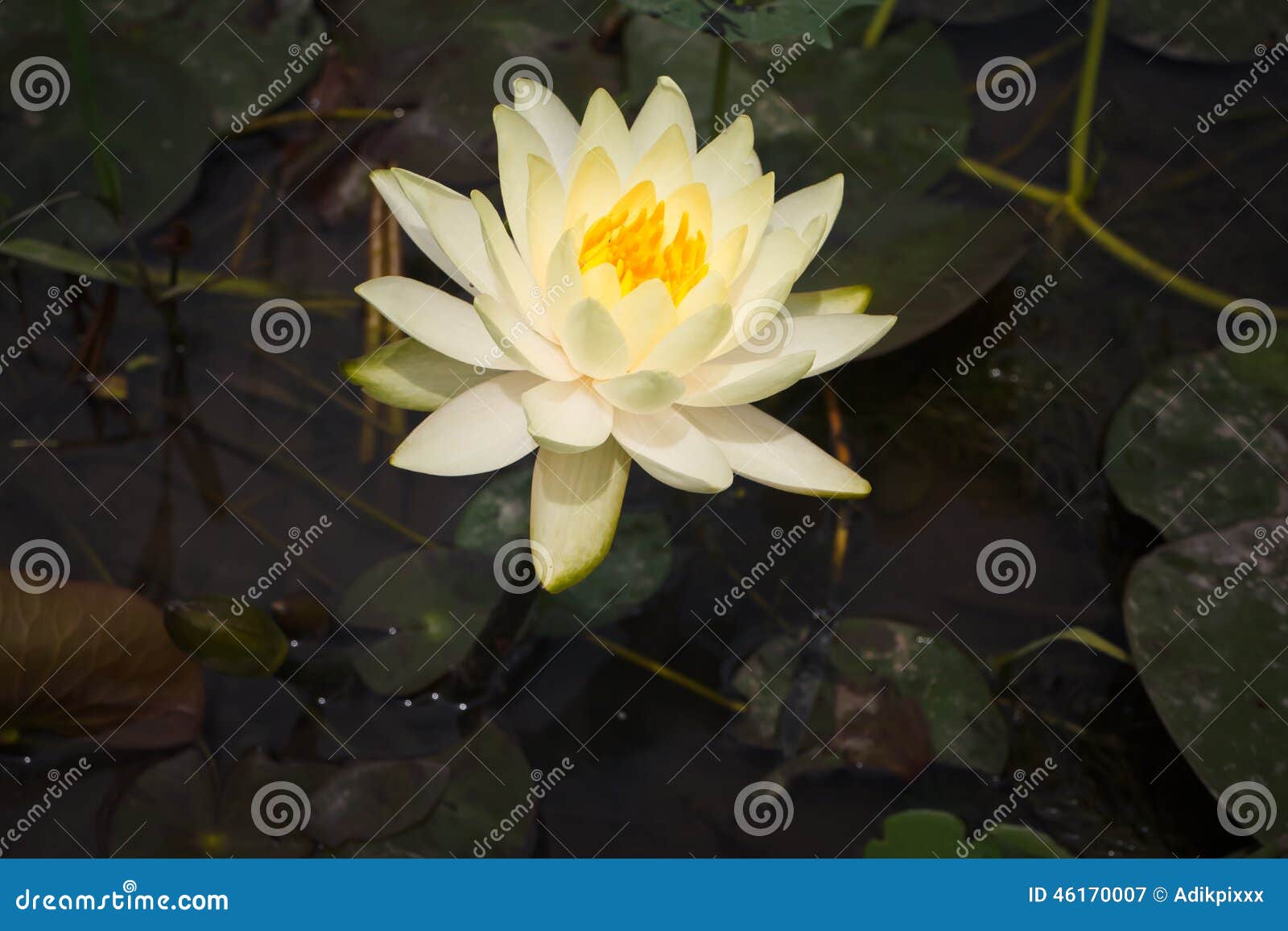 Yellow Lotus. ( Nymphaea Lotus Linn .) Stock Image - Image of beautiful ...