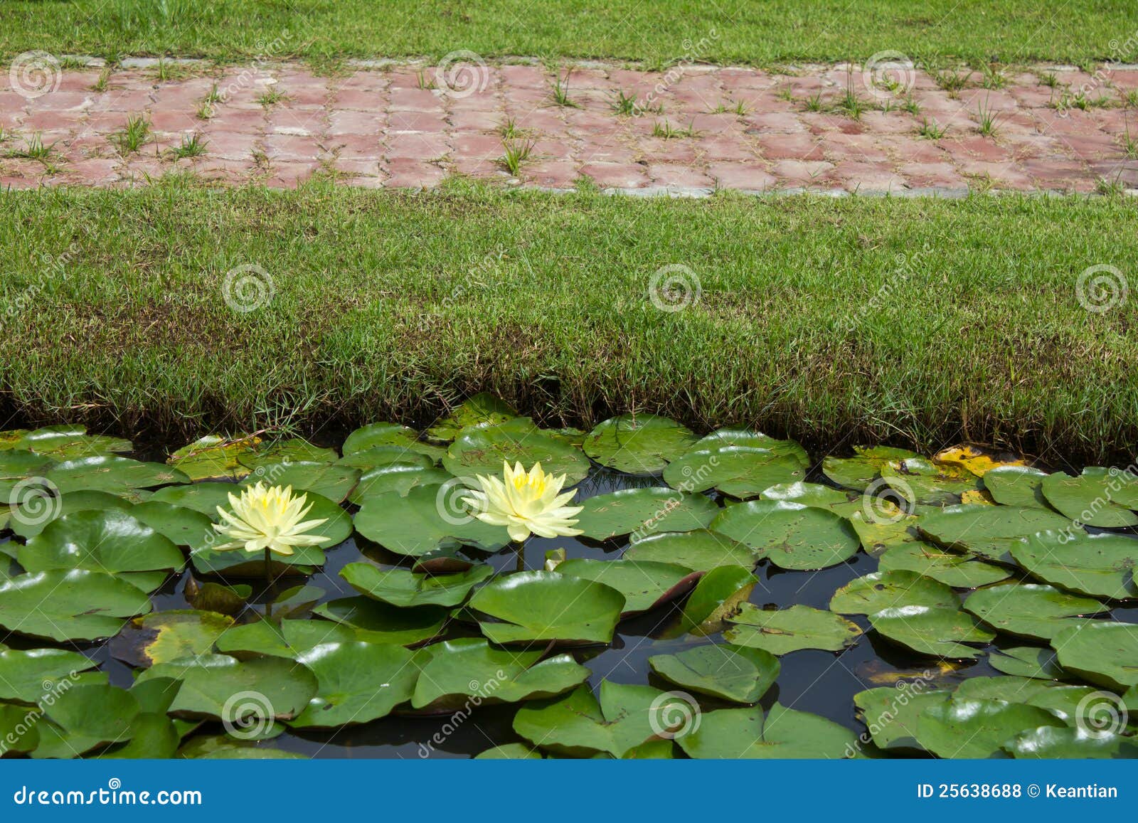 Yellow Lotus Pond with a Brick Red on the Grass. Stock Photo - Image of ...
