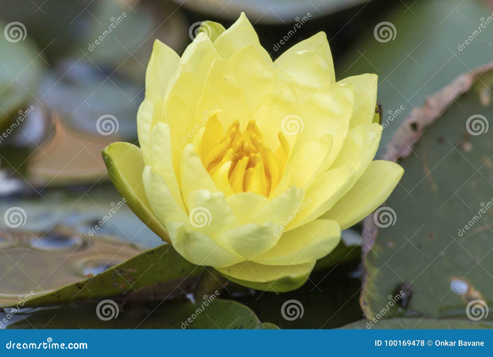 Yellow Lotus stock photo. Image of flower, lotus, nature - 100169478
