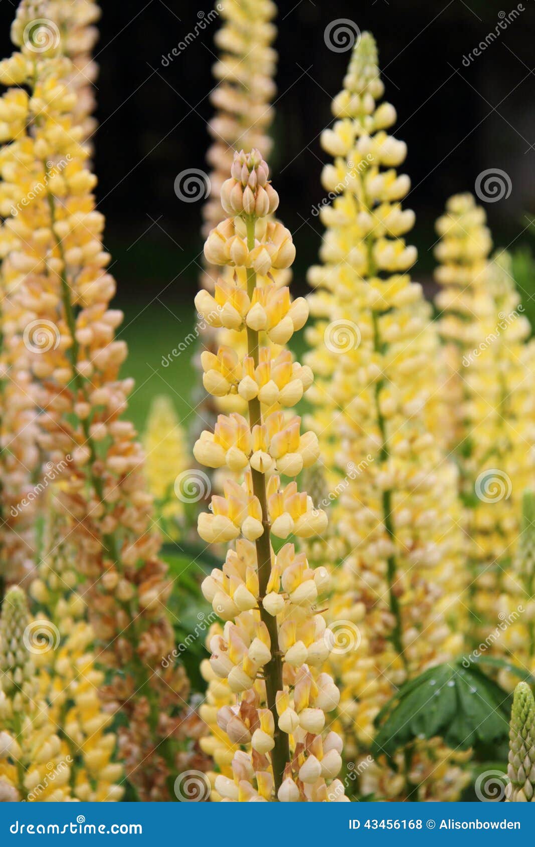 Yellow lupin stock photo. Image of bloom, summer, rain - 43456168
