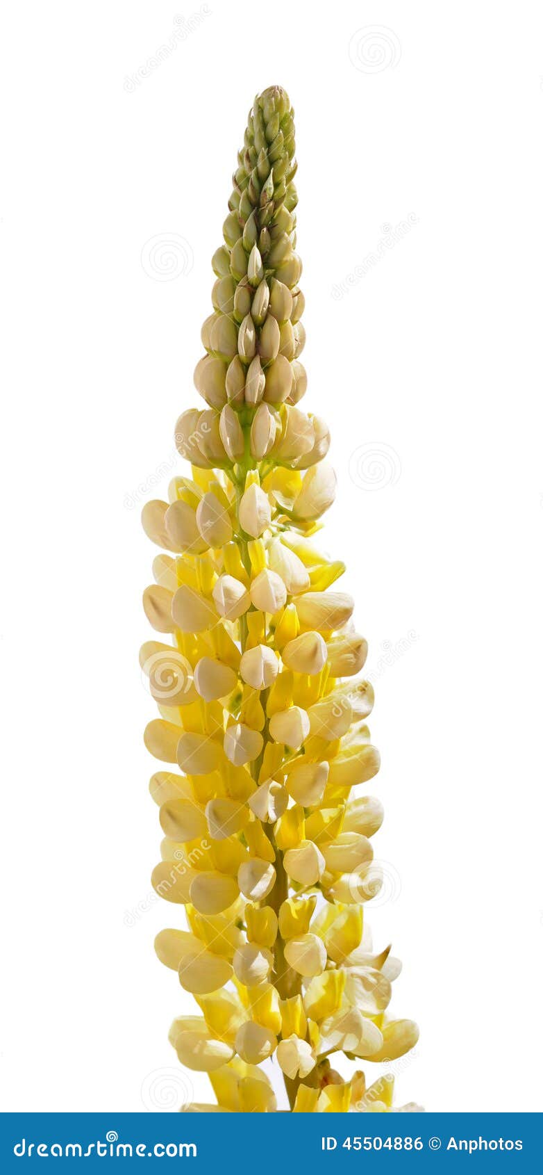 Yellow lupine flower stock photo. Image of floral, fresh - 45504886