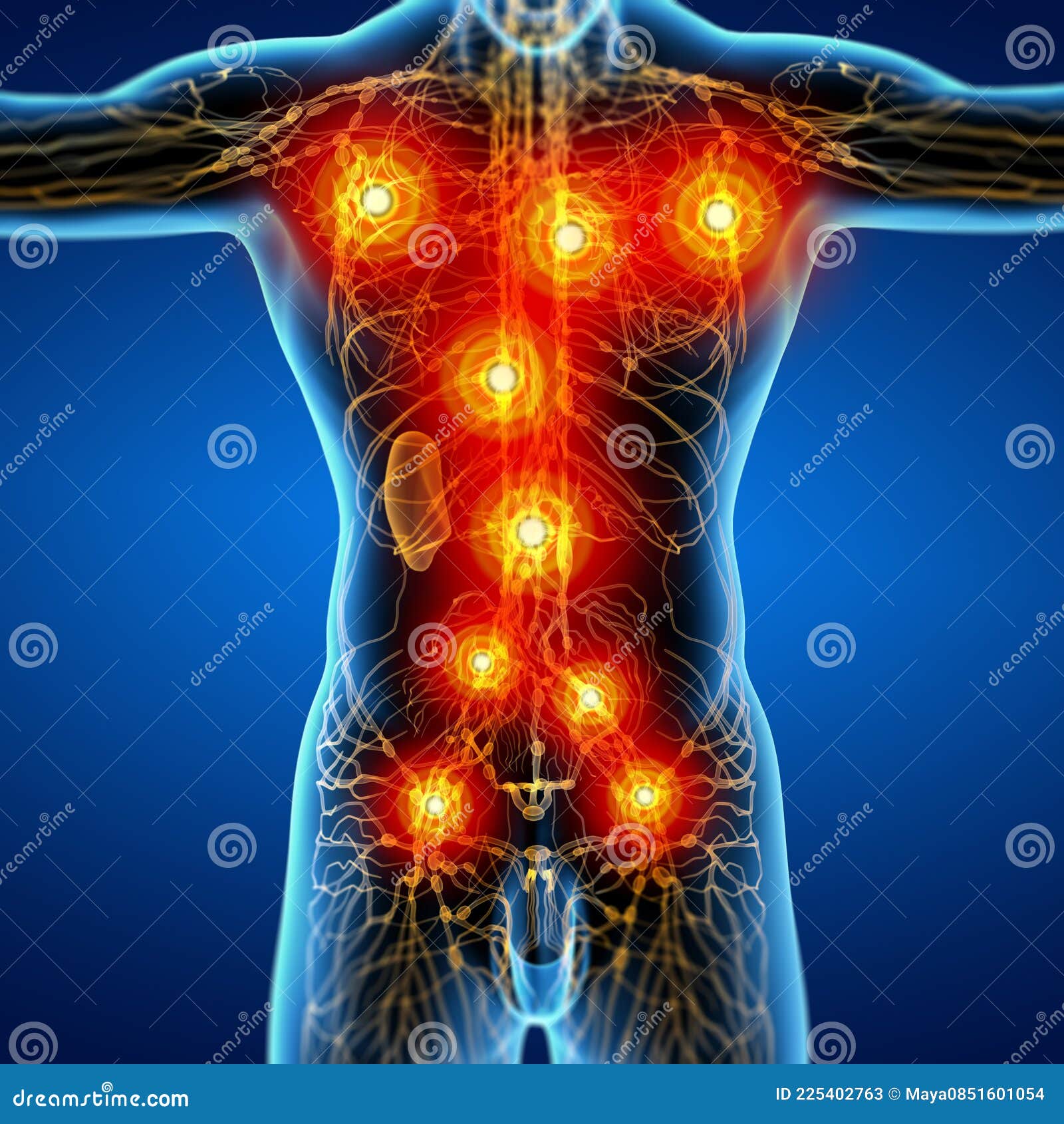 Yellow Lymphatic System - Back View Stock Illustration - Illustration ...