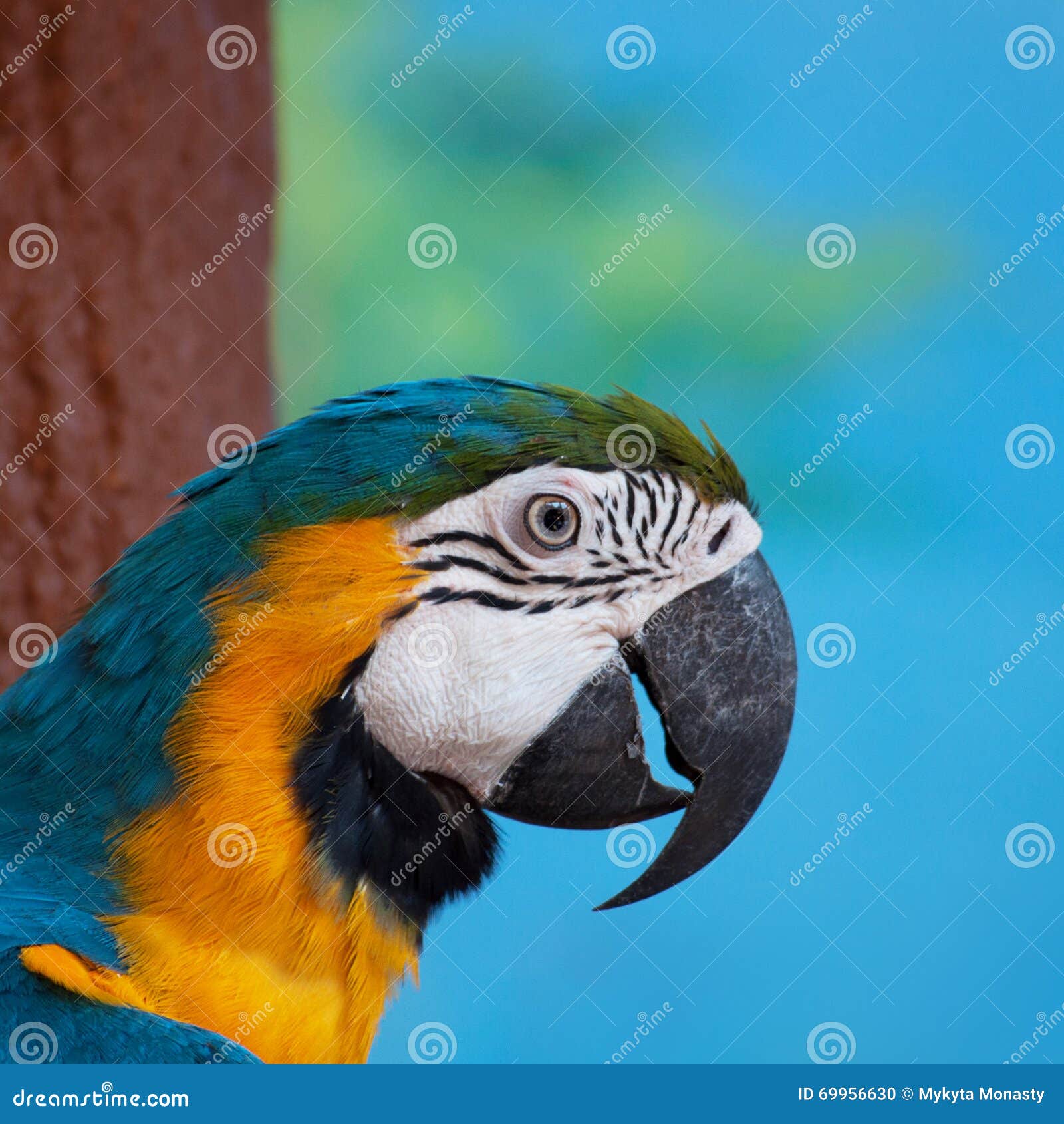 Yellow maccaw stock photo. Image of parrot, looking, rainforest - 69956630