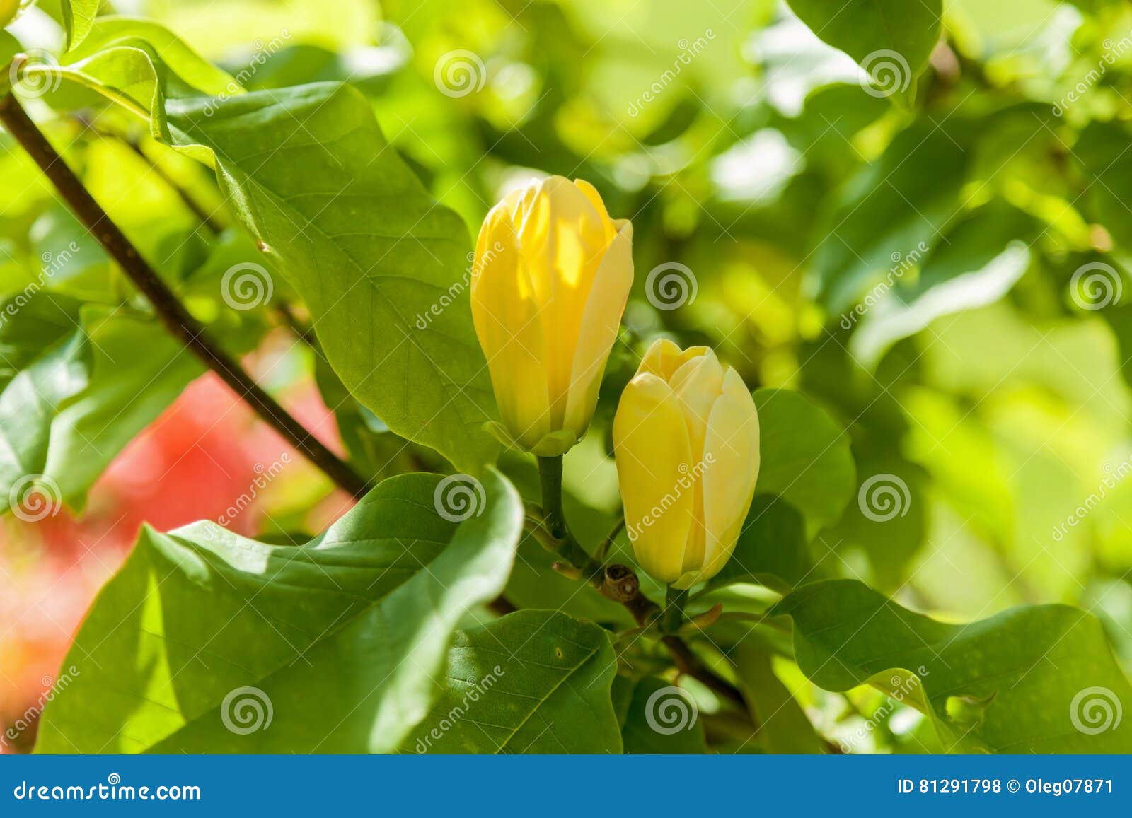 Yellow magnolia buds. stock photo. Image of spring, delicate - 81291798