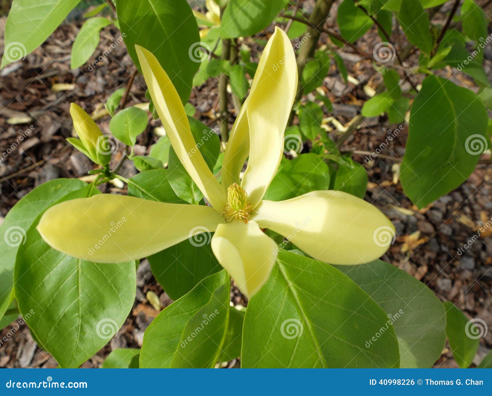 The yellow magnolia flower stock photo. Image of close - 40998226