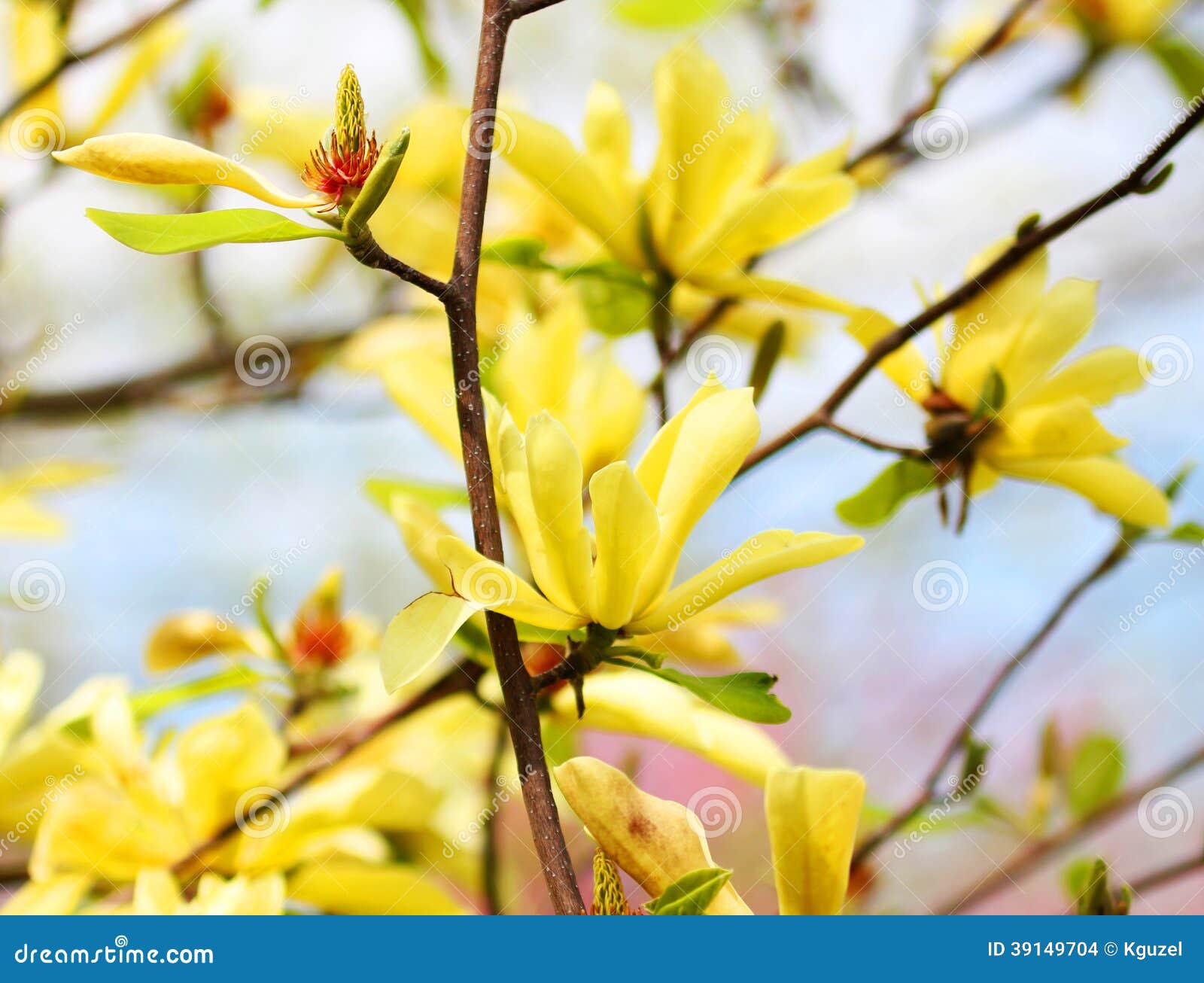 Yellow Magnolia Tree Blossoms Stock Photo - Image of beautiful, flower ...