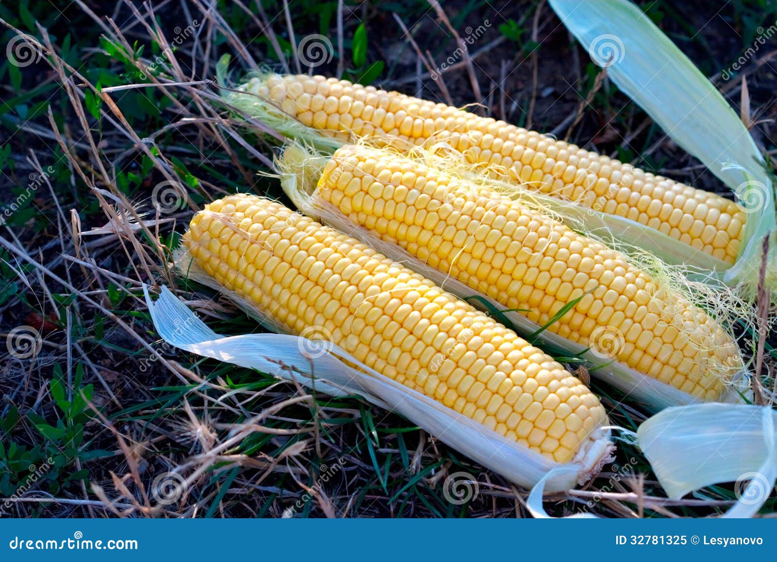 Yellow maize corncob stock image. Image of maize, yellow - 32781325