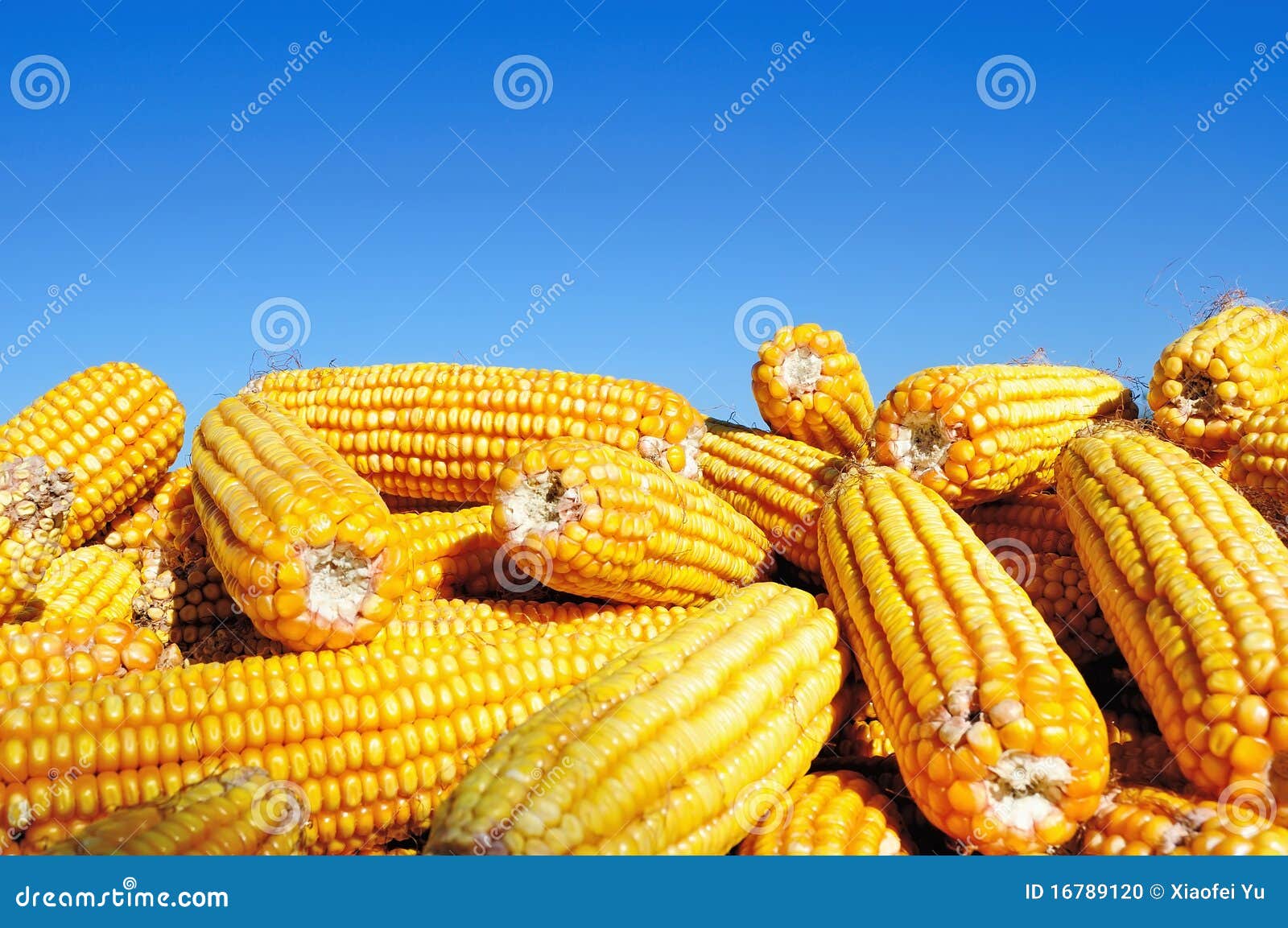 Yellow Maize Under Blure Sky Stock Photo - Image of clutter, foison ...