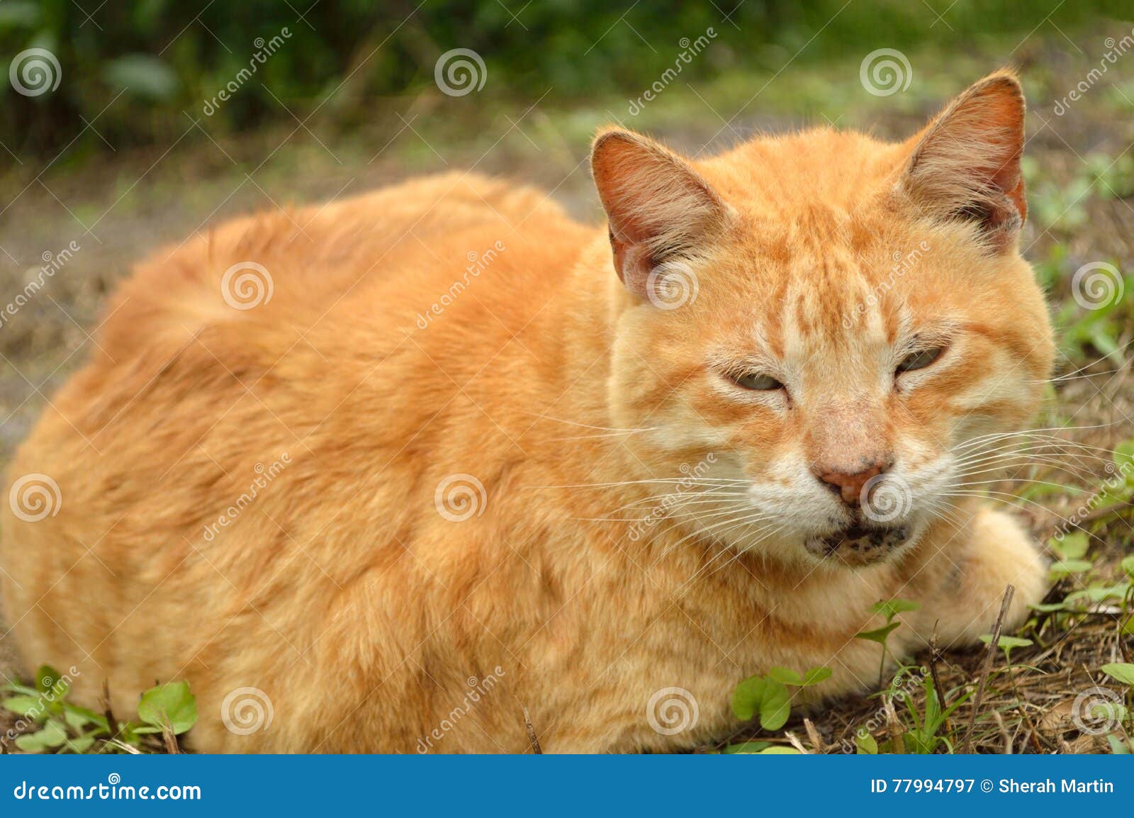 Yellow male tabby cat stock image. Image of feline, striped - 77994797