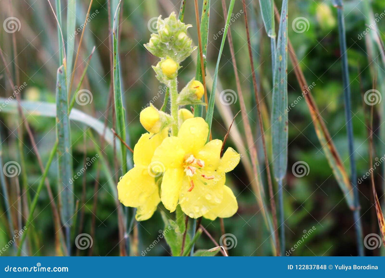 Yellow Mallow Blooming in the Meadow. Stock Photo - Image of garden ...