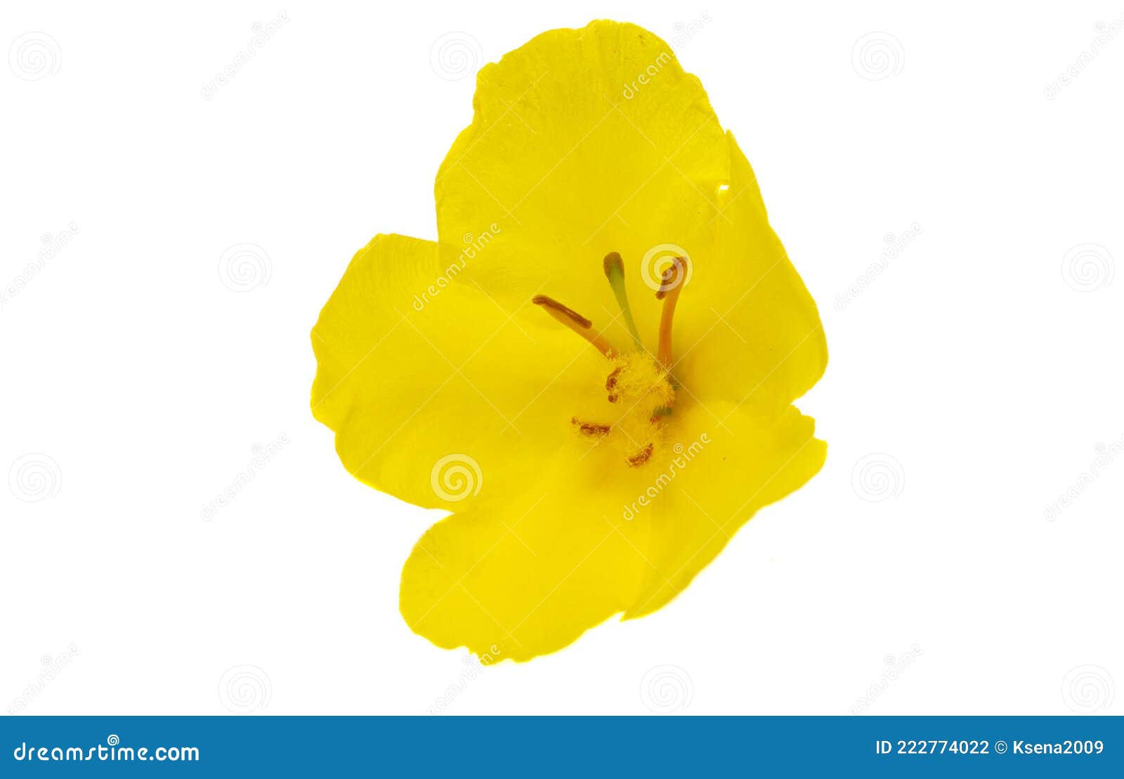 Yellow mallow isolated stock photo. Image of background - 222774022