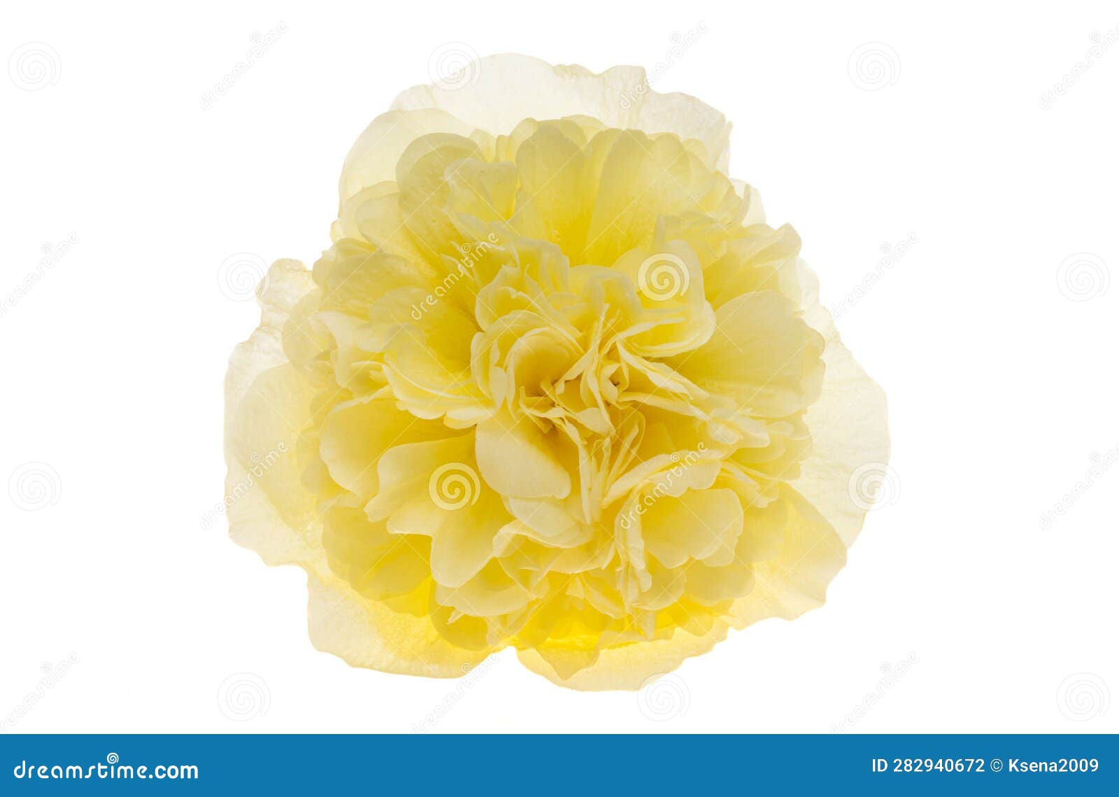 Yellow mallow isolated stock photo. Image of beautiful - 282940672