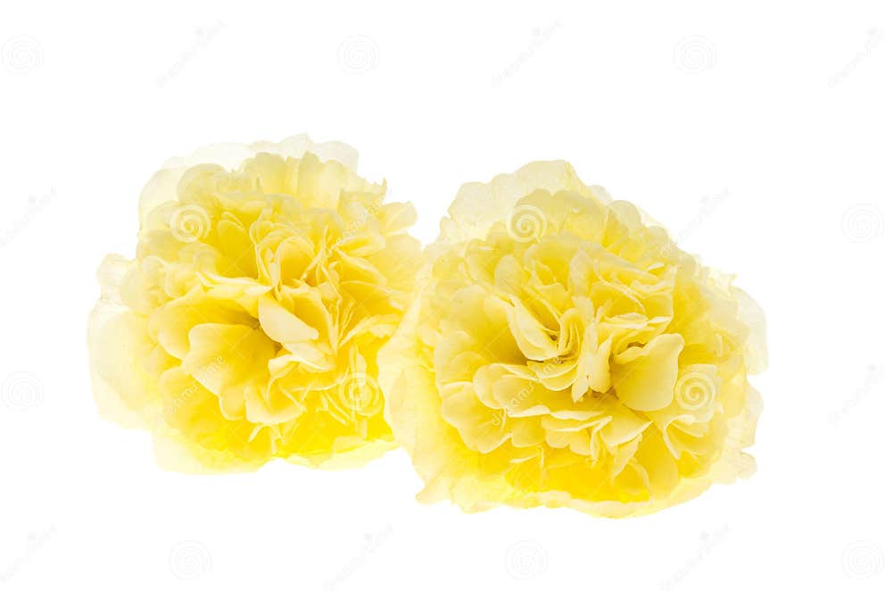 Yellow mallow isolated stock photo. Image of isolated - 283508522