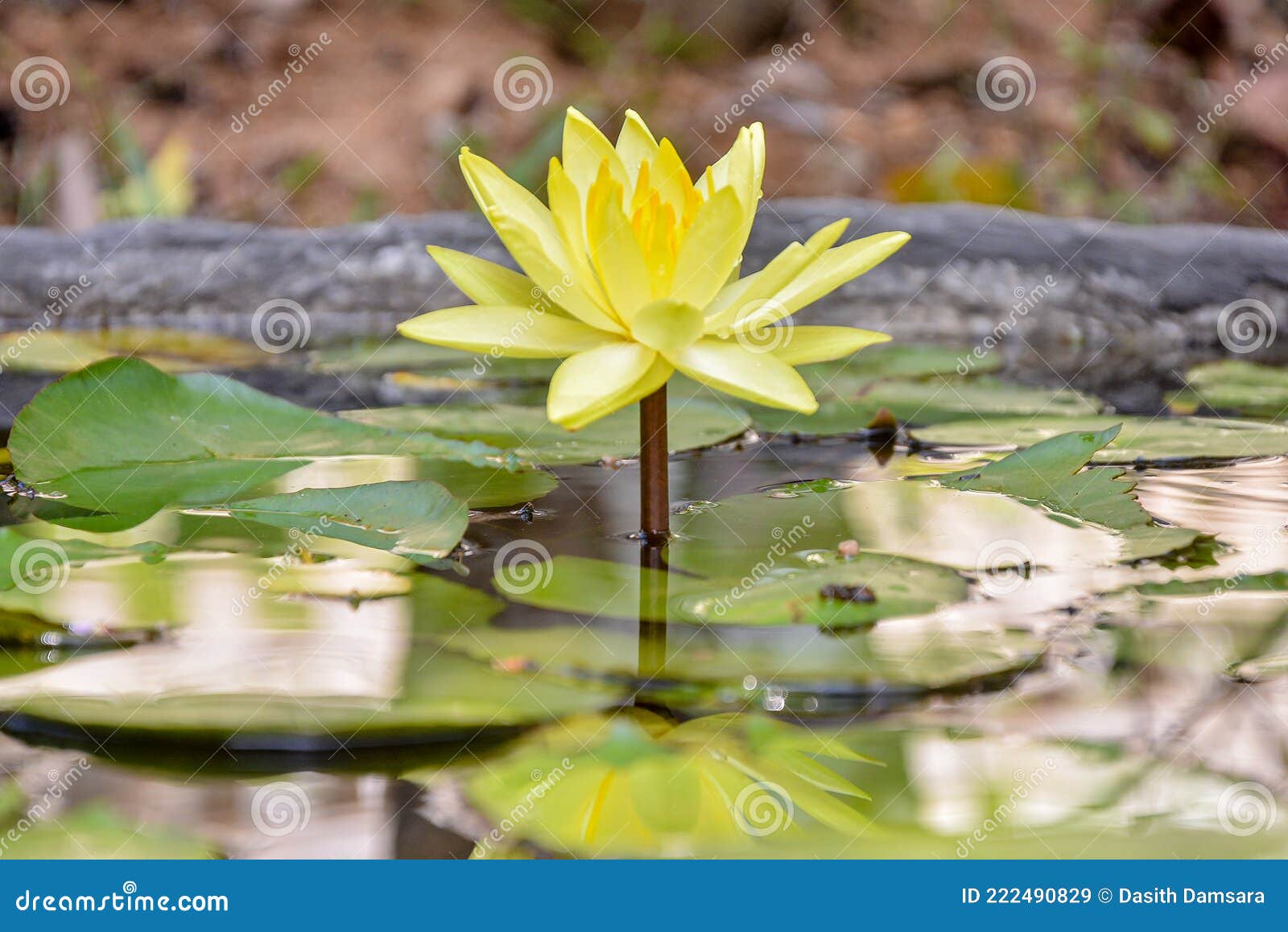 Yellow Manel Flower in a Water Pond Stock Image - Image of water, leaf ...