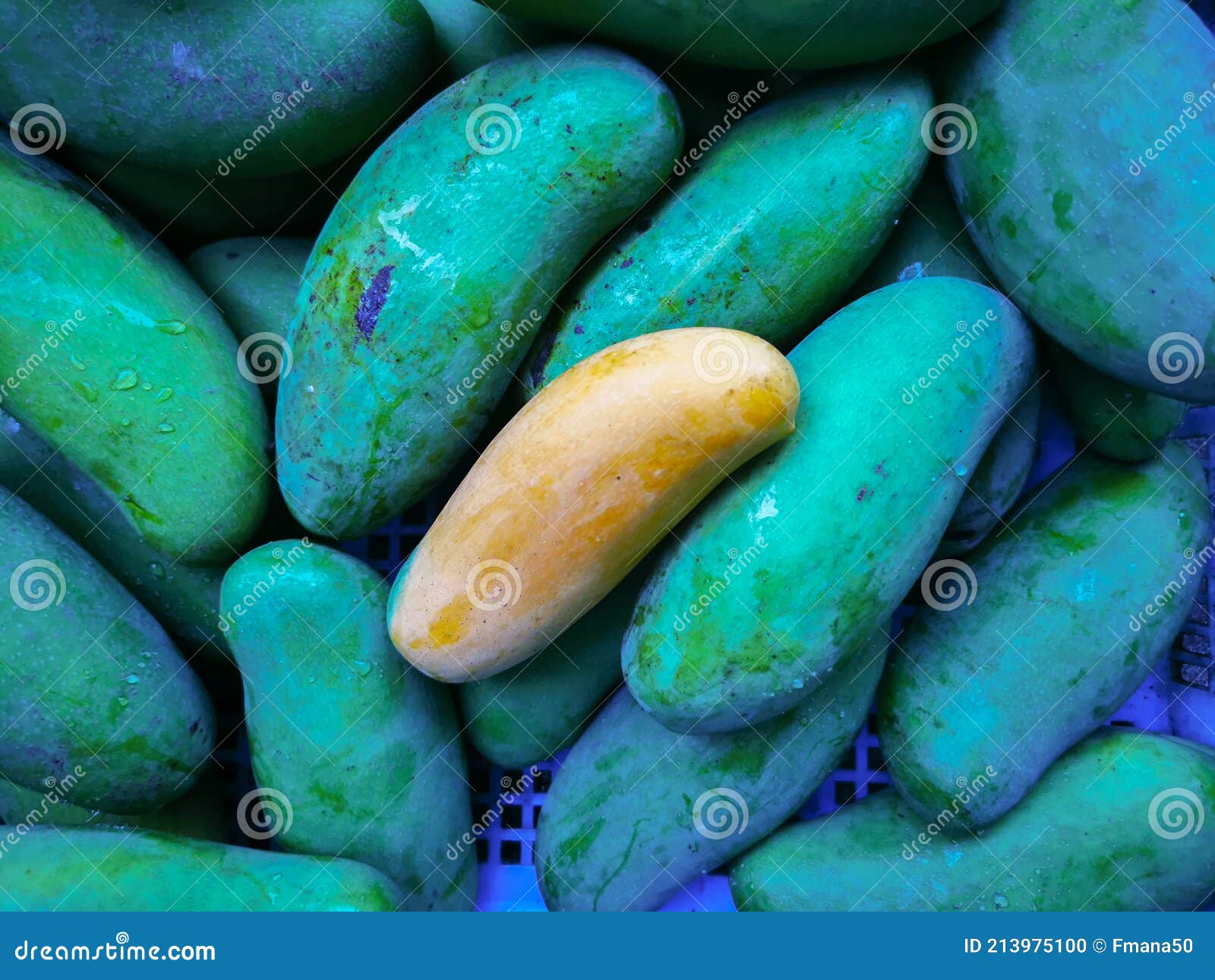Yellow Mango between Green Mangoes Stock Photo - Image of citrus, mango ...