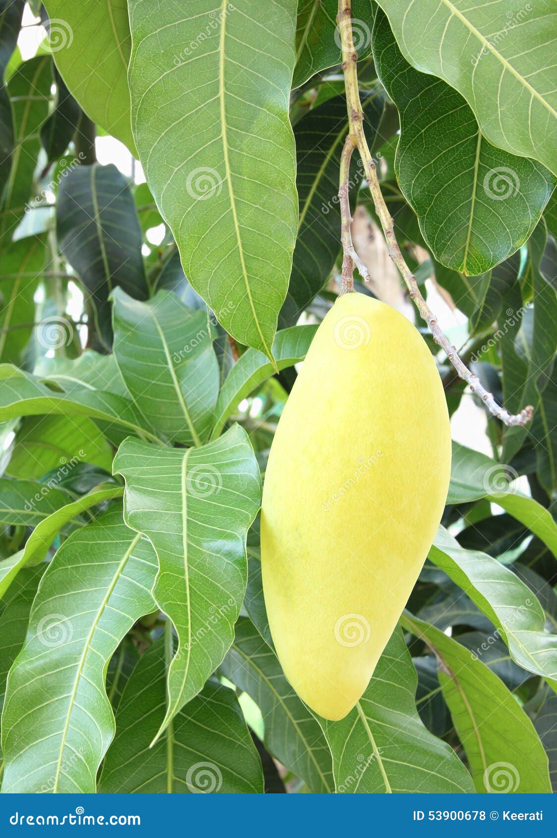 Yellow mango stock photo. Image of agriculture, juicy - 53900678
