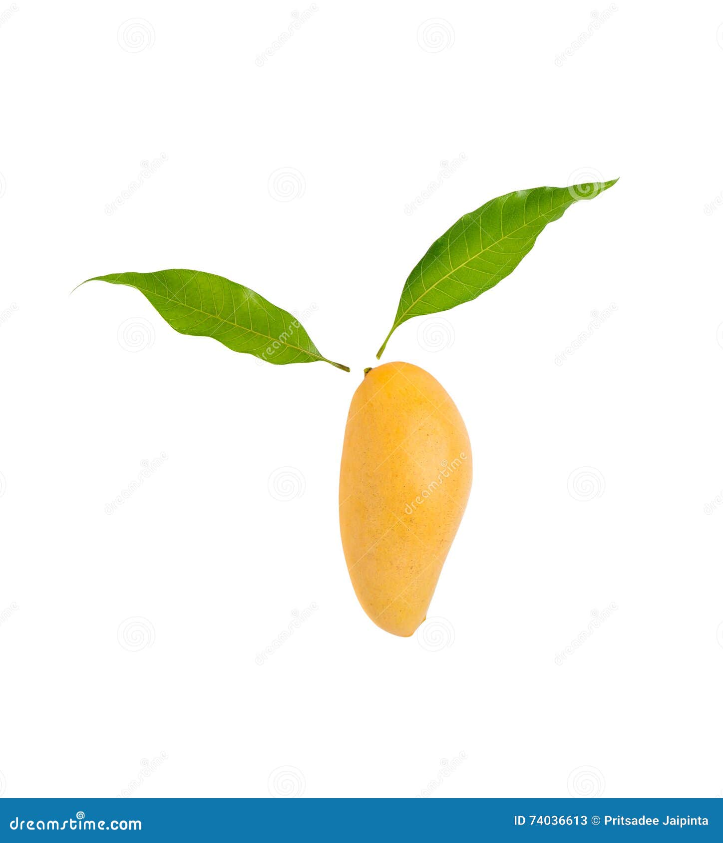 Yellow mango and leaf stock image. Image of asian, white - 74036613