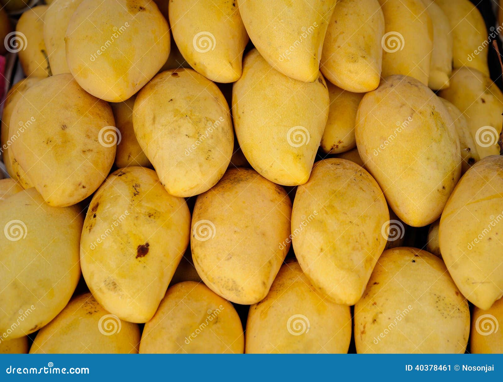 Yellow mango stock image. Image of harvest, crop, agriculture - 40378461
