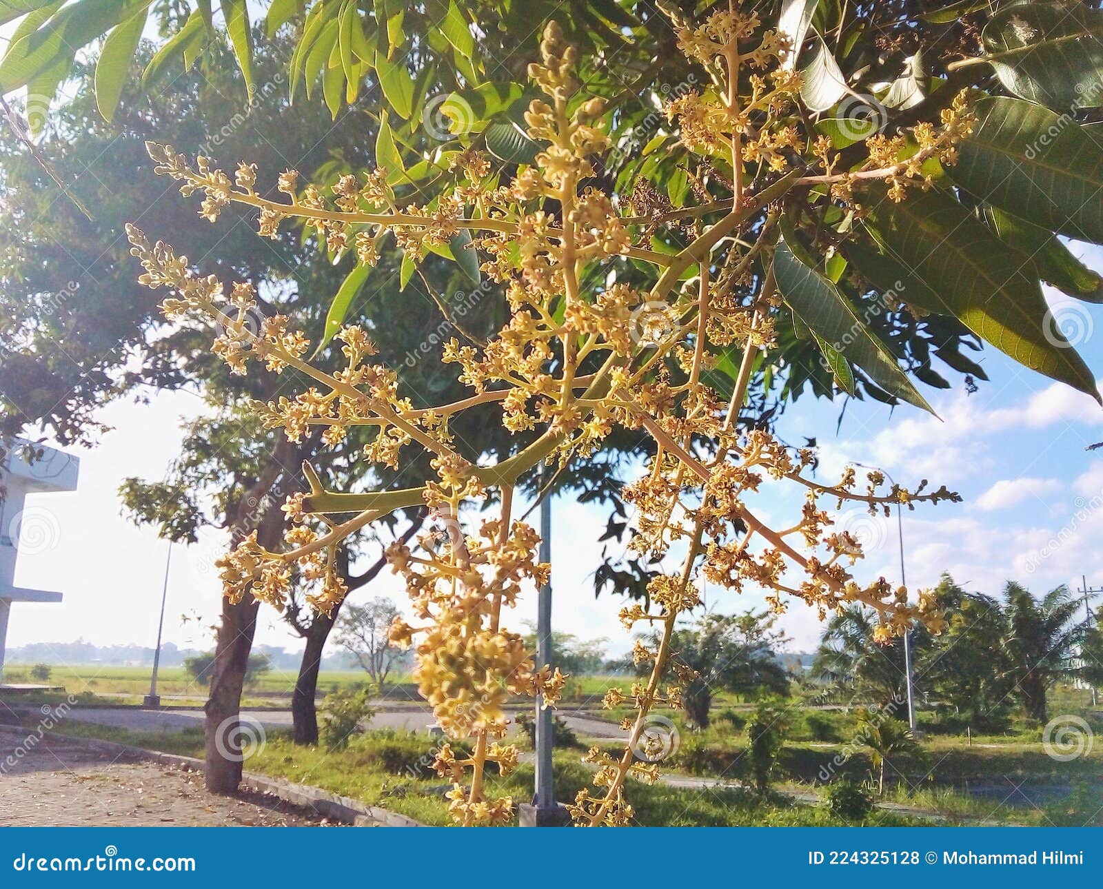 Yellow Mango Tree Flower Stalk Stock Photo - Image of yellow, leaf ...