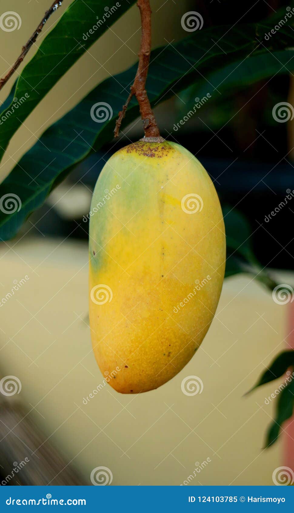 Yellow mango stock image. Image of closeup, fresh, health - 124103785