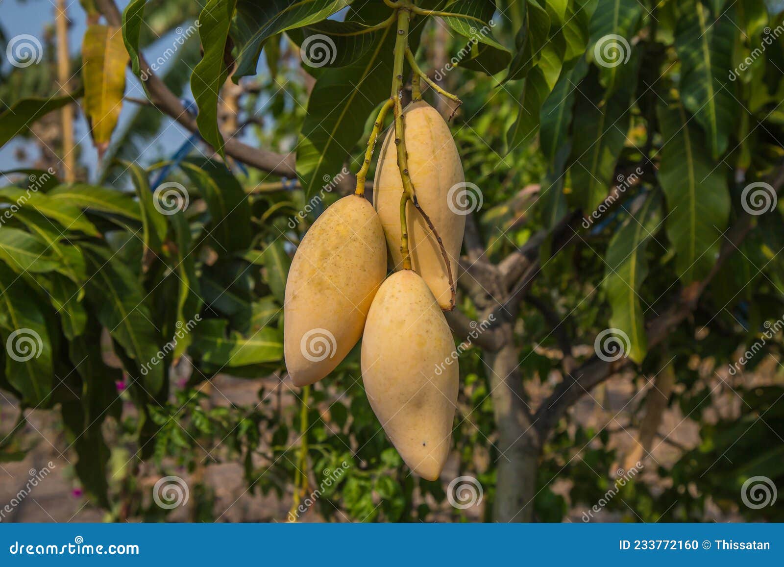 Yellow Mango on the Tree Ready for Eat Stock Photo - Image of nature ...