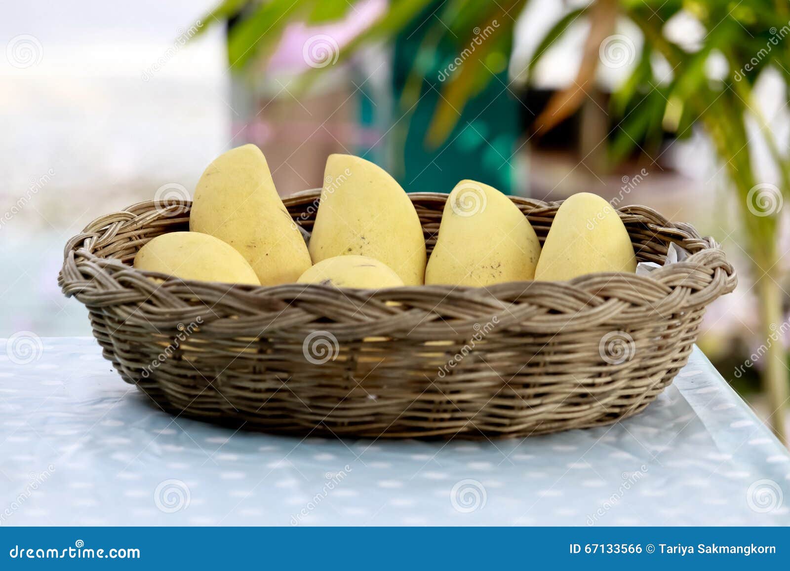 Yellow Mangoes in Weaving Basket Stock Photo - Image of ripe, basket ...
