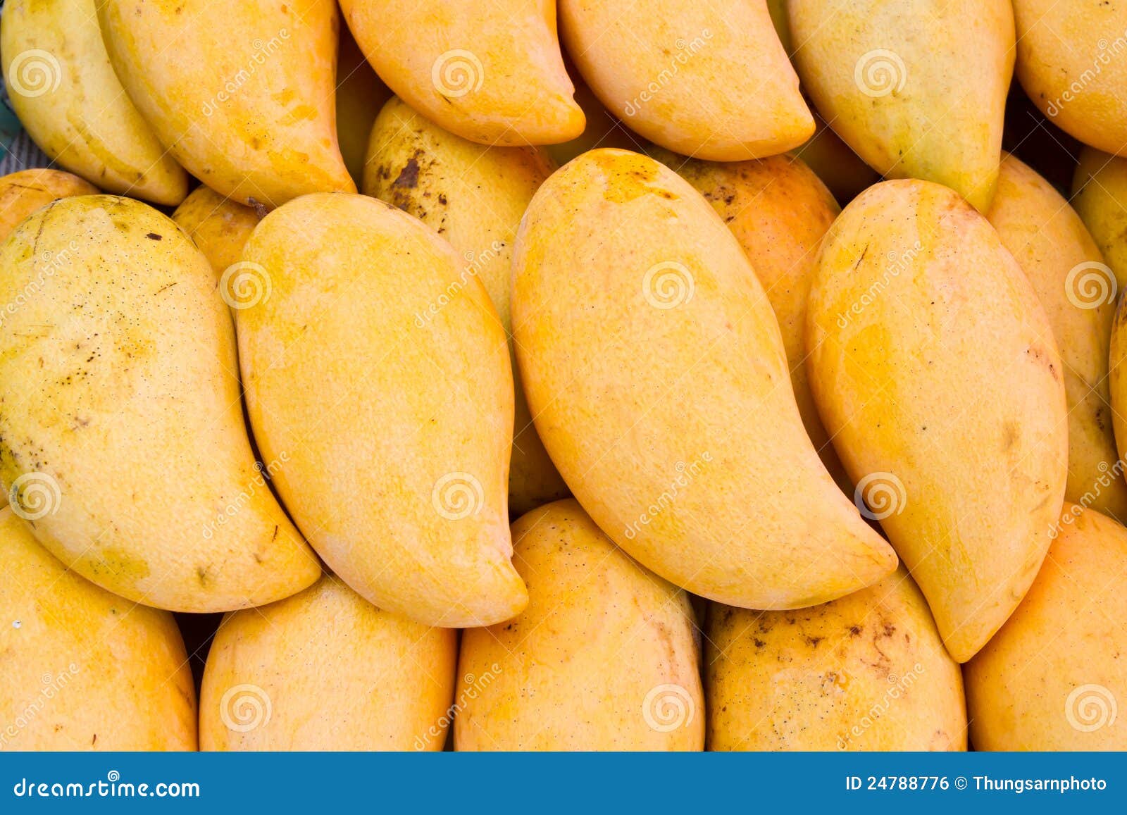 Yellow mangos stock photo. Image of orange, province - 24788776