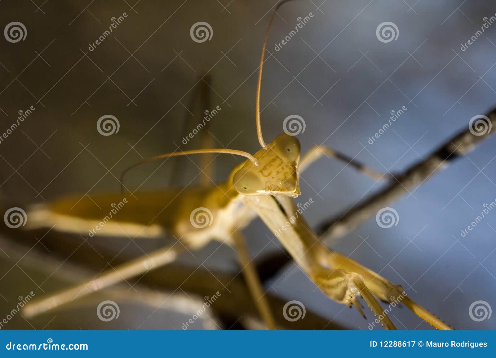 Yellow Mantis Religiosa Royalty-Free Stock Photography | CartoonDealer ...