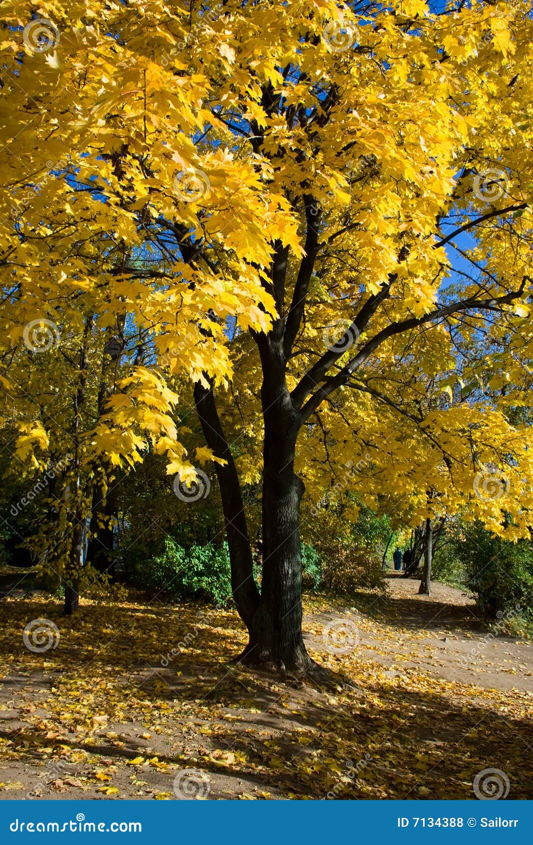 Yellow maple stock photo. Image of october, fresh, gold - 7134388