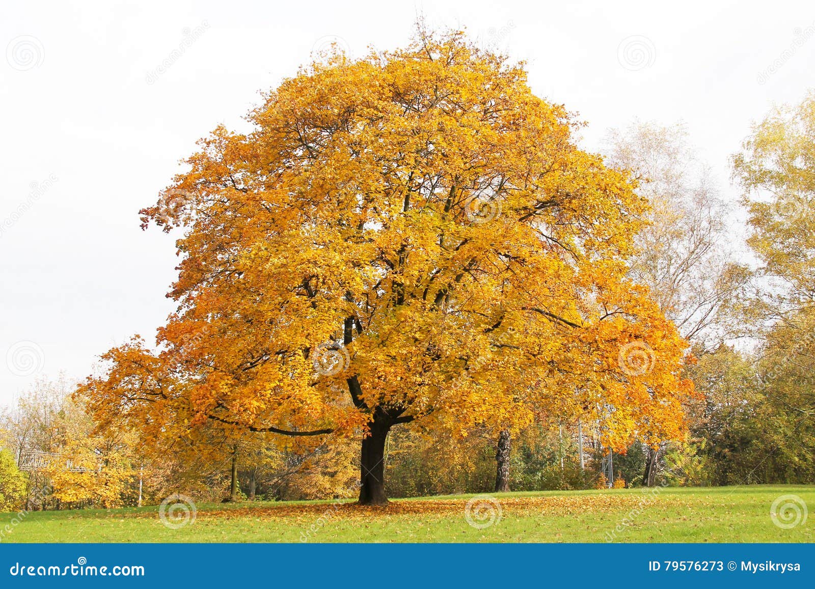 Yellow maple stock image. Image of autumn, nature, golden - 79576273