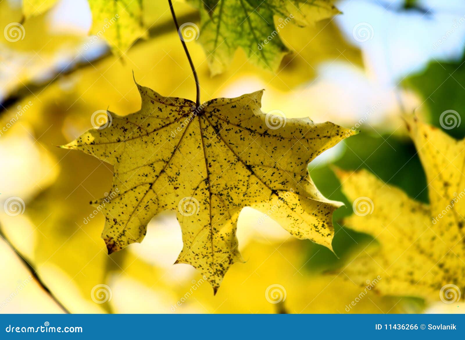 Yellow maple leaf stock photo. Image of flora, nostalgia - 11436266