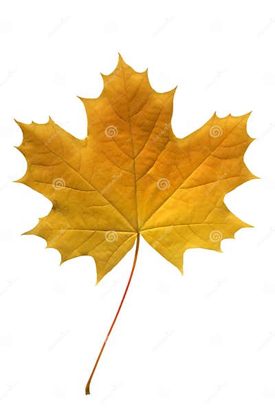 Yellow maple leaf. stock photo. Image of amber, clipping - 1314394