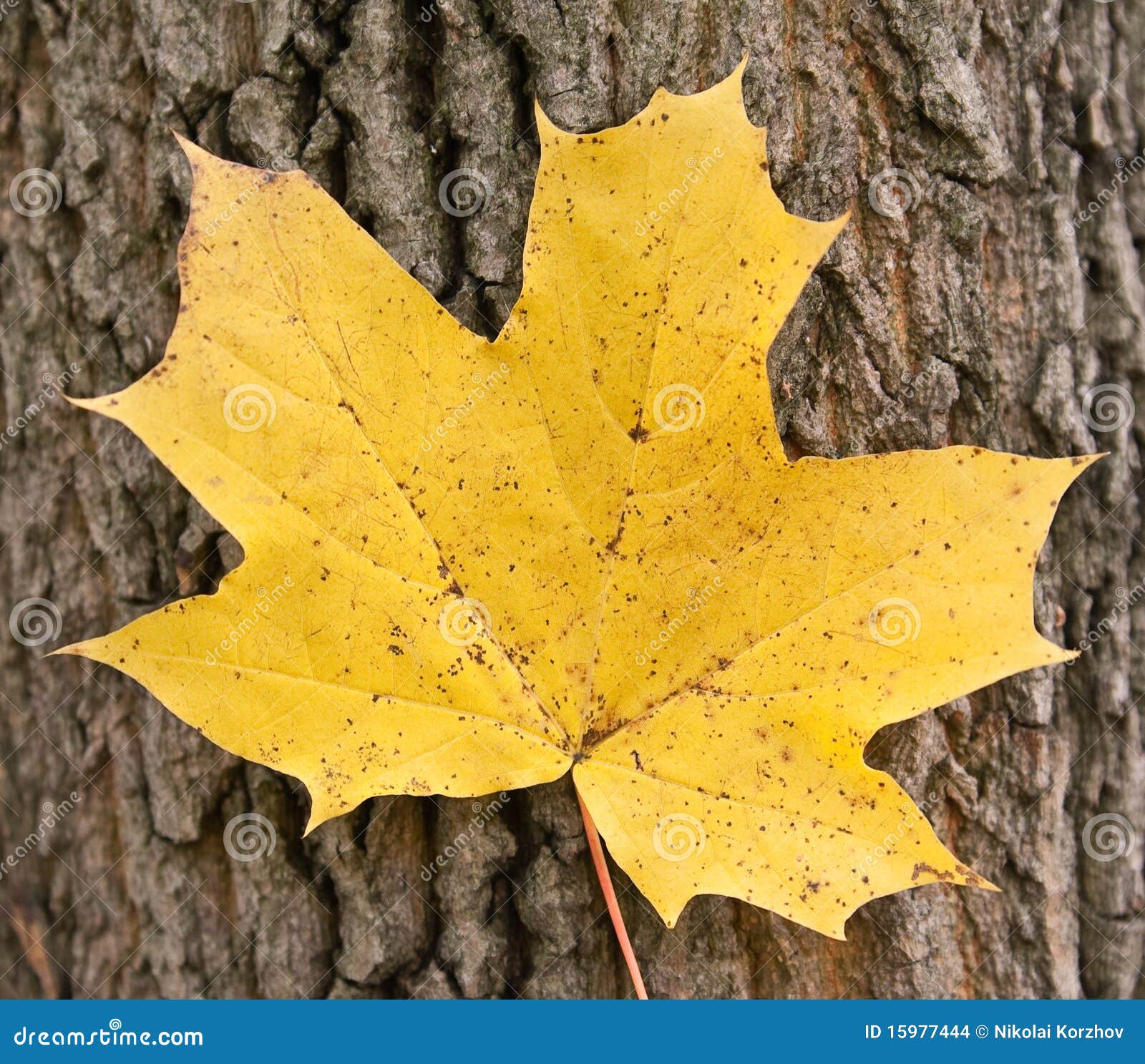 Yellow maple leaf stock photo. Image of leaf, background - 15977444