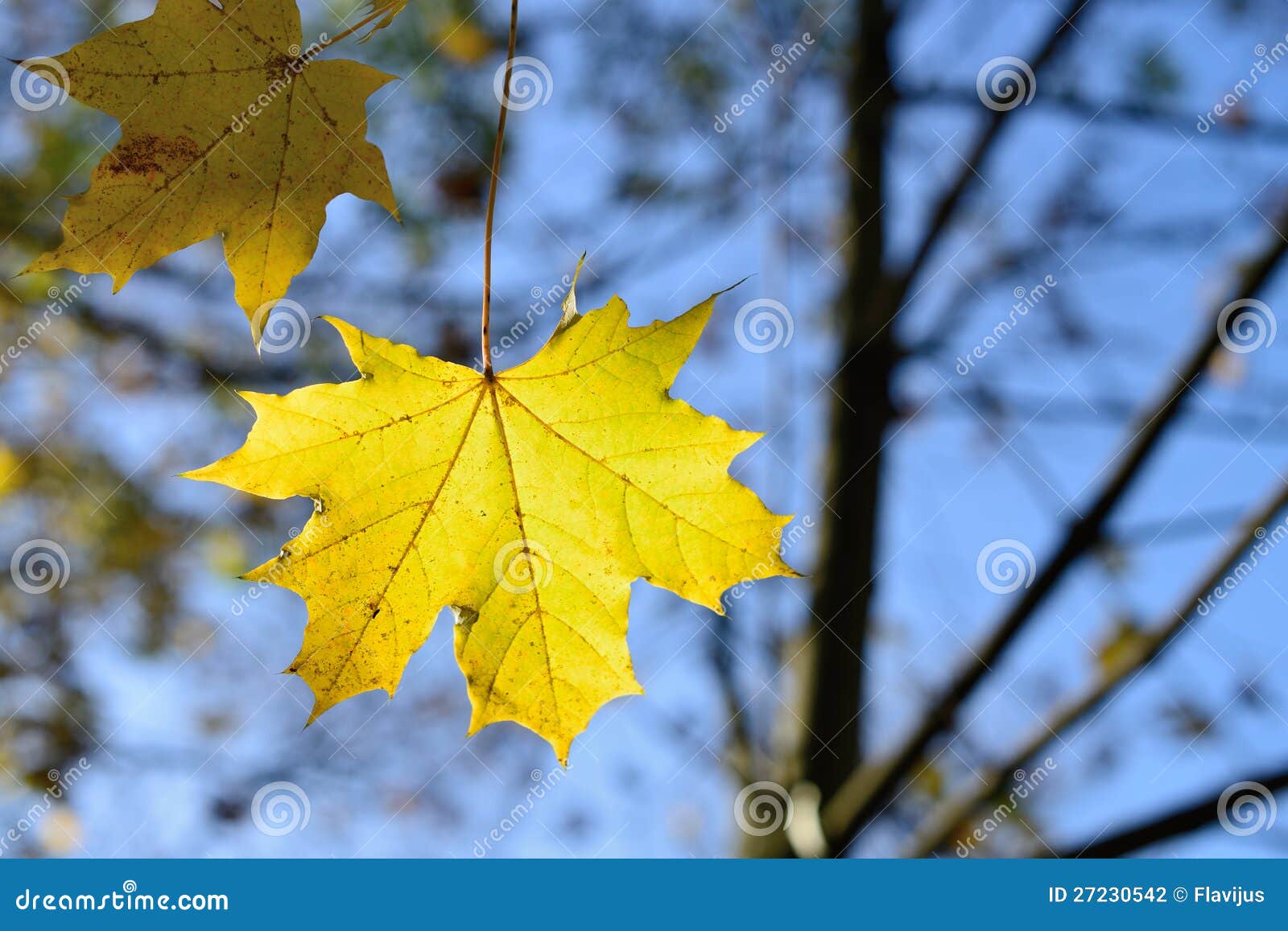Yellow maple leaf stock photo. Image of nature, november - 27230542