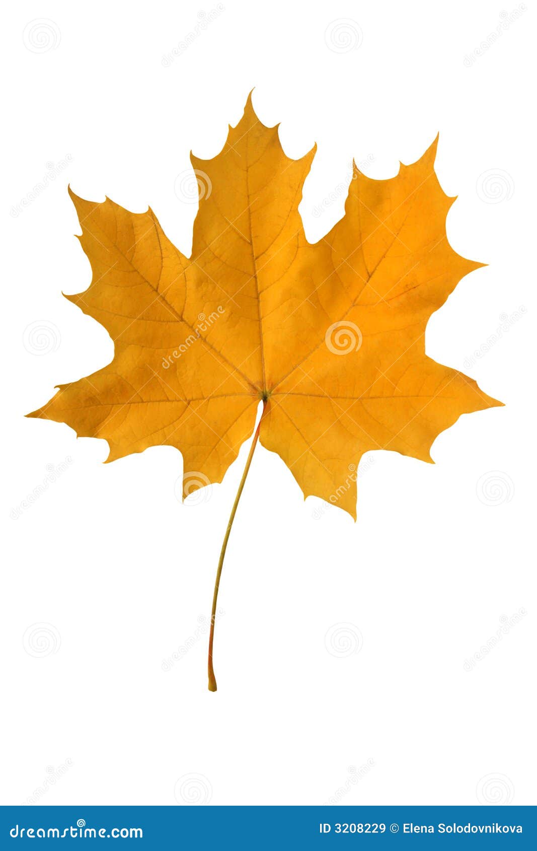 Yellow Maple Tree Acer Palmatum Tree Of Trident Maple In Autumn ...