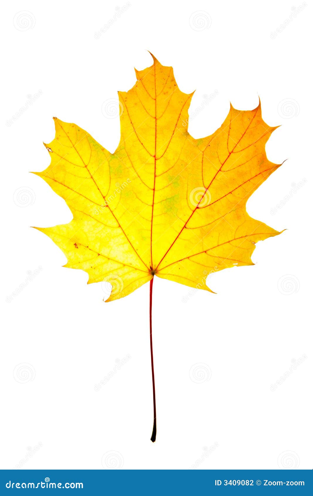 Yellow Maple Tree Acer Palmatum Tree Of Trident Maple In Autumn ...