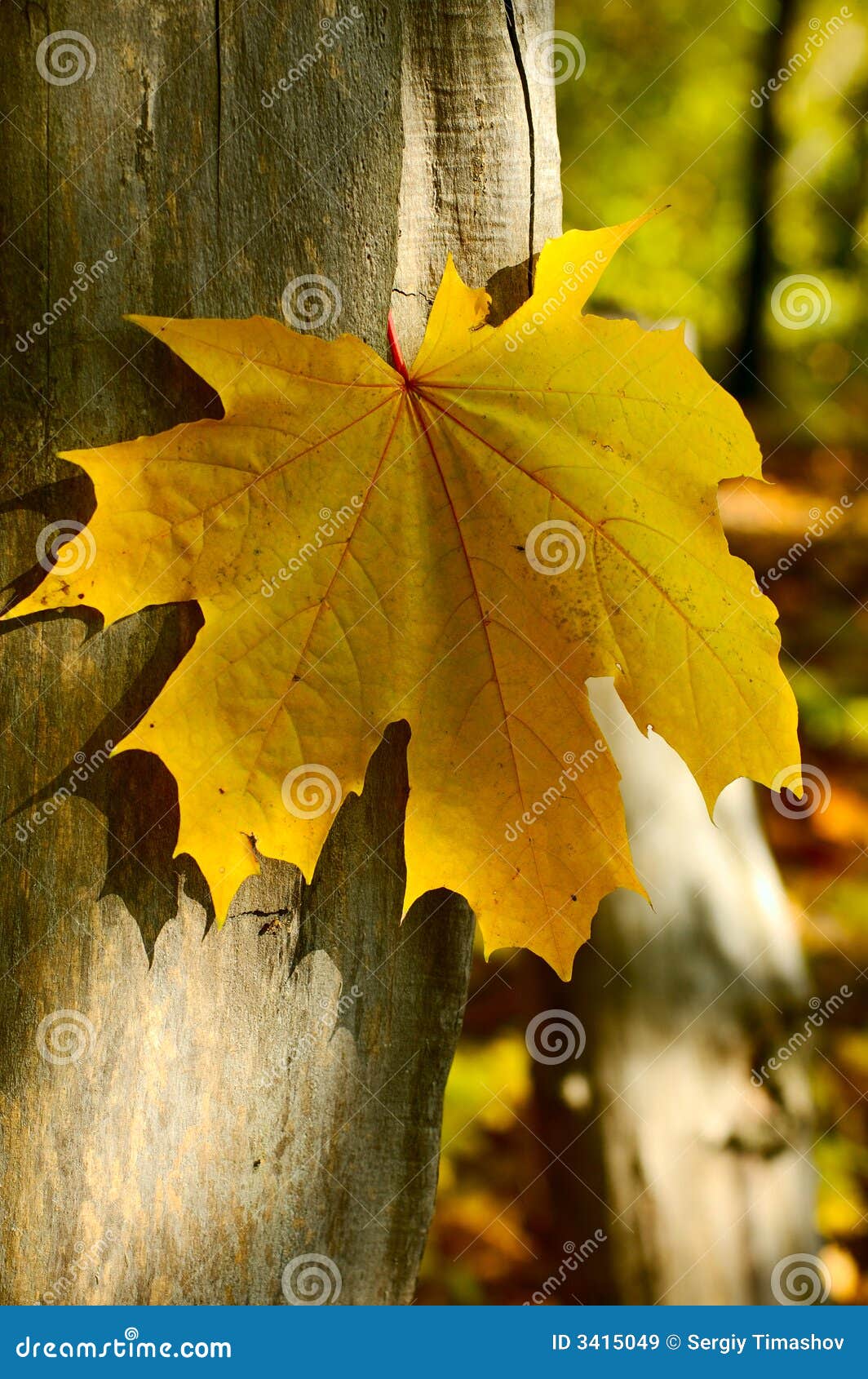 Yellow maple leaf stock image. Image of foliage, colored - 3415049