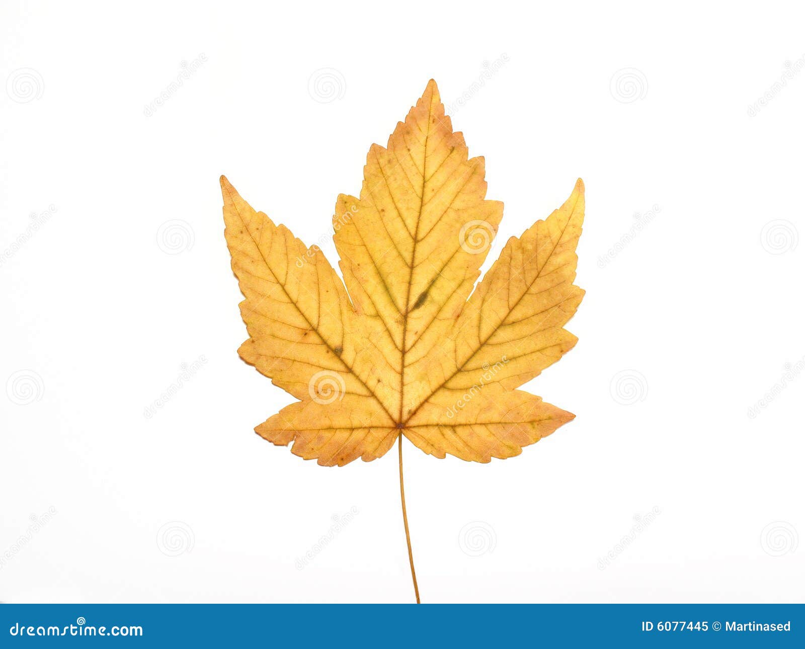 Yellow maple leaf stock image. Image of path, season, autumn - 6077445