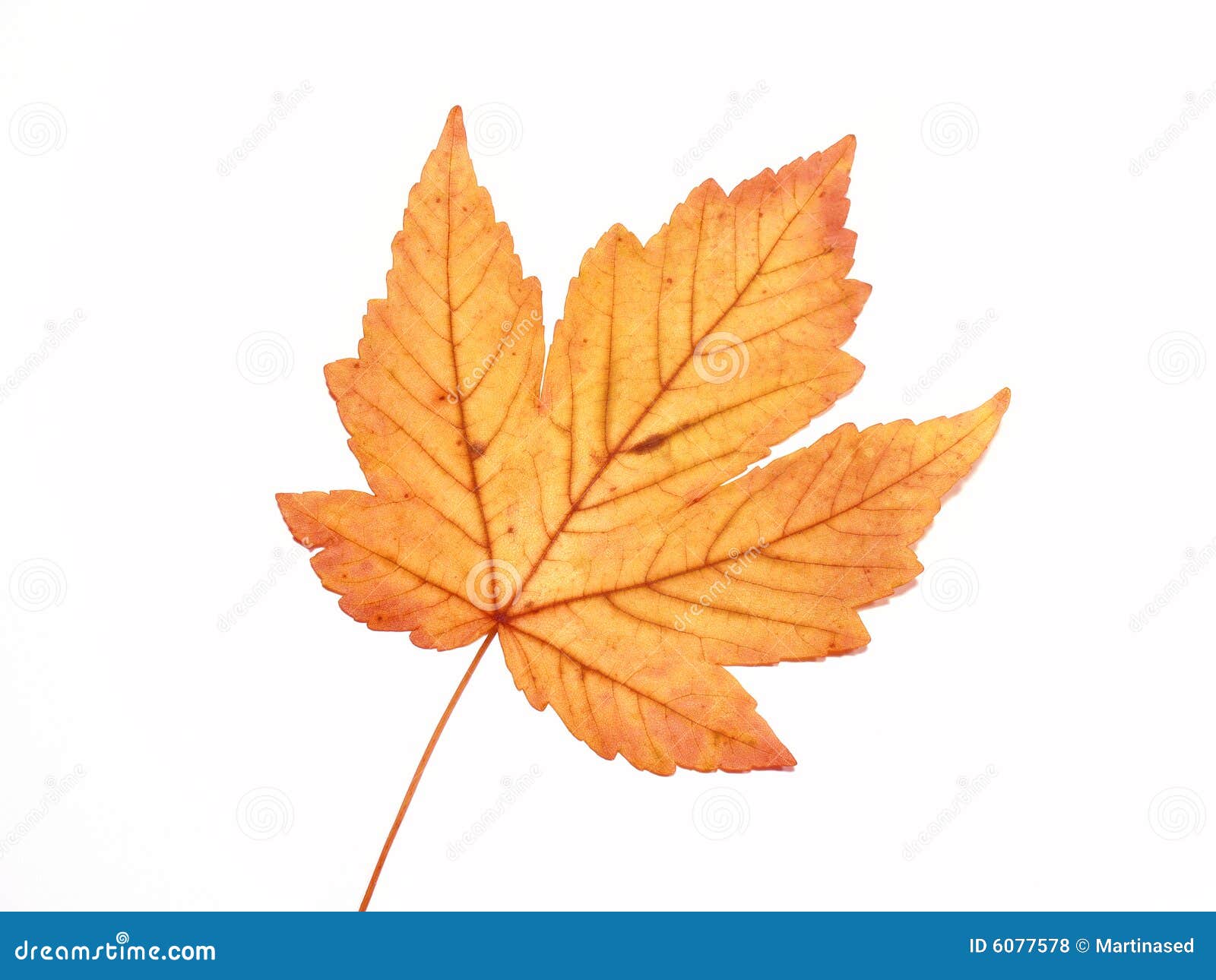 Yellow maple leaf stock photo. Image of autumn, natural - 6077578